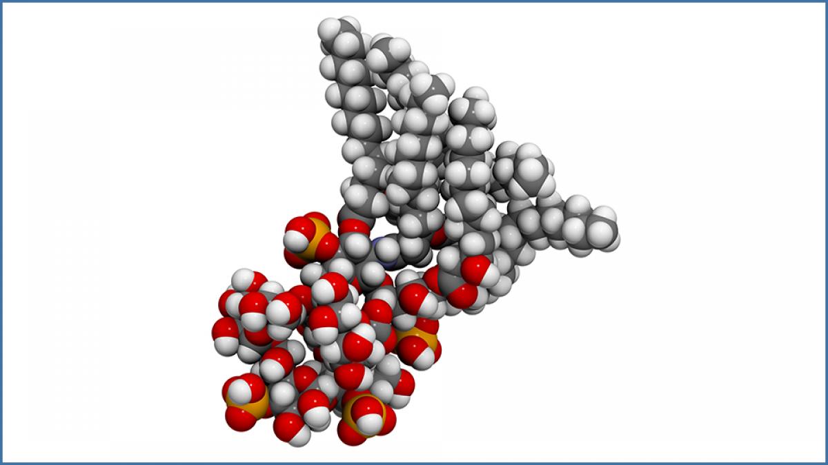 L’endotoxine ne tombe pas dans les filets de l’hémoperfusion à la ...